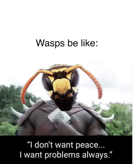 Wasps Memes
