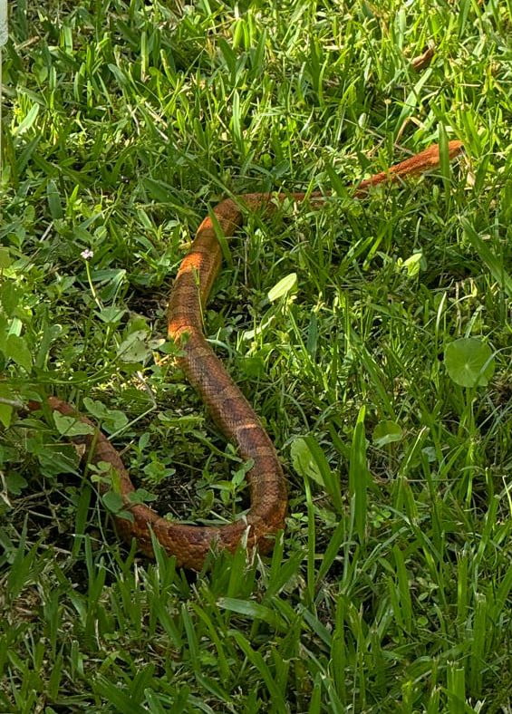 Need help identifying if this is venomous. Seen near Tampa, Florida near the kids play area, so ...