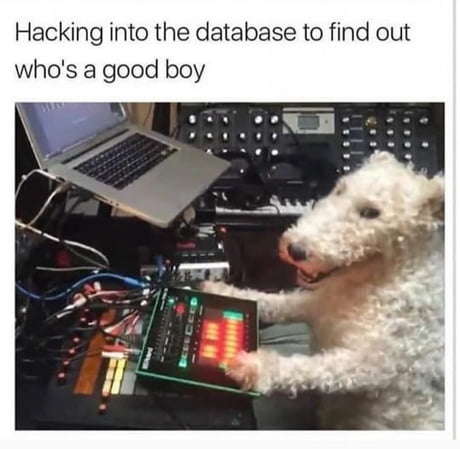 Best Funny good boy Memes - 9GAG