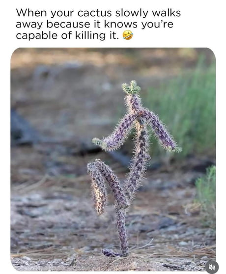Best Funny cactus Memes - 9GAG