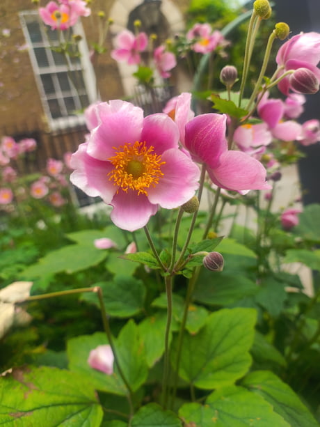 Best Funny japanese anemone Memes - 9GAG