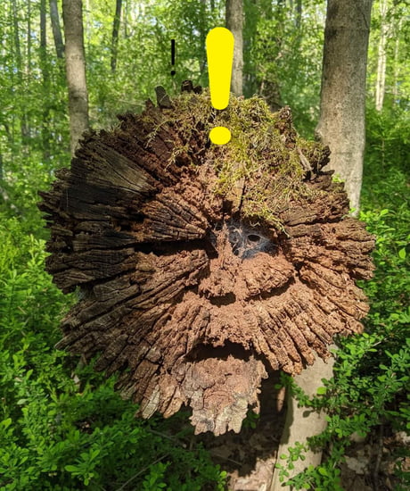 Best Funny tree Memes - 9GAG