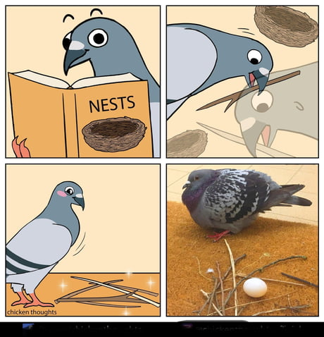 Memes 9gag Chicken Memes On Pinno