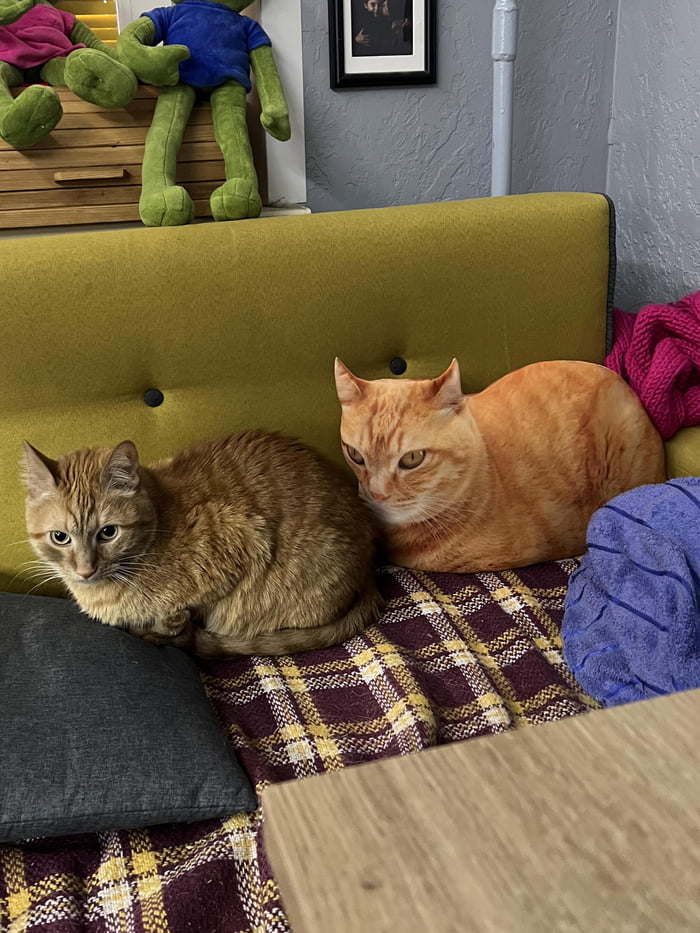 Perfect camouflage - 9GAG