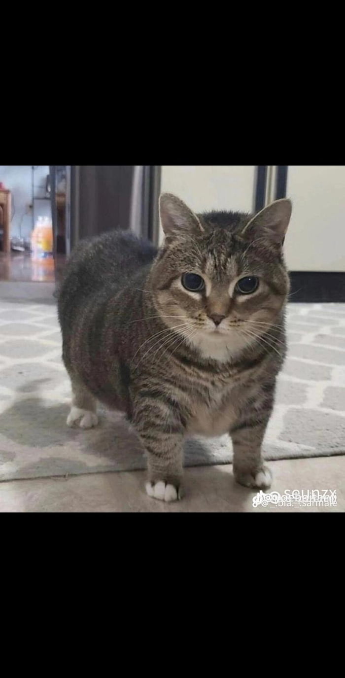 This cat built different - 9GAG