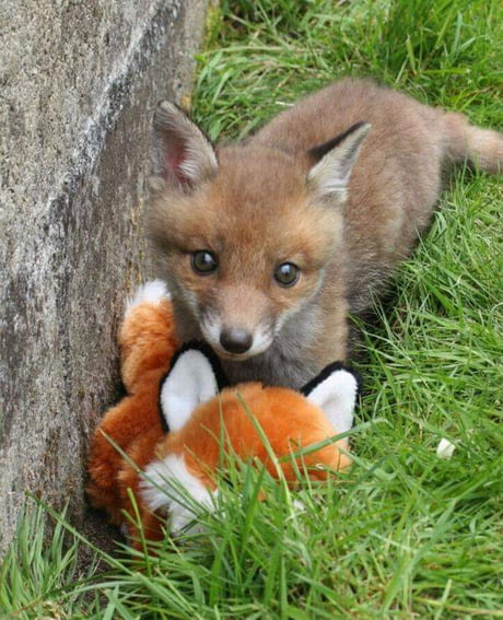 Best Funny fox Memes - 9GAG