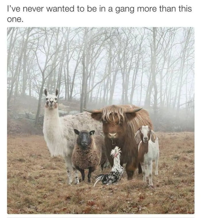 Barnyard Boys - 9GAG
