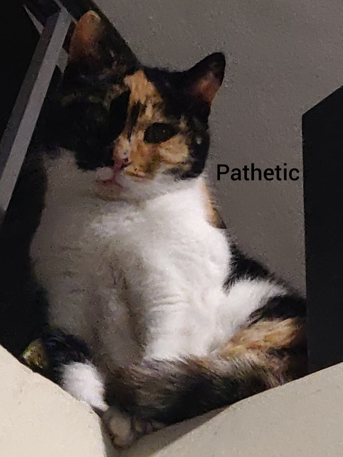 My cat gave me the "pathetic" looks, what about yours - 9GAG