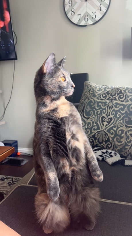 30+ Fluffiest Animals To Brighten Up Your Day