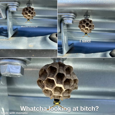 Best Funny wasp Memes - 9GAG