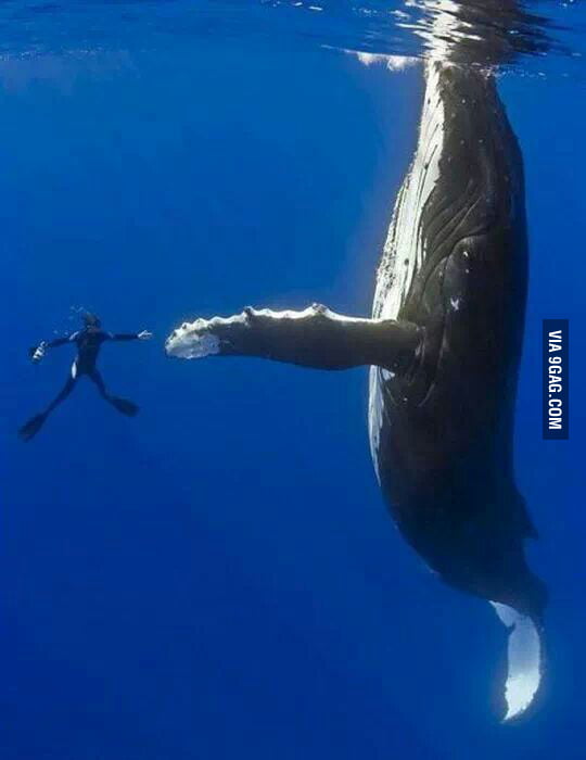A Whale shaking hand with a man. - 9GAG