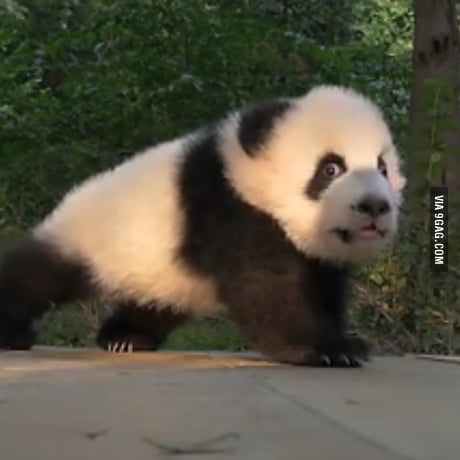 Panda Funny Face Meme