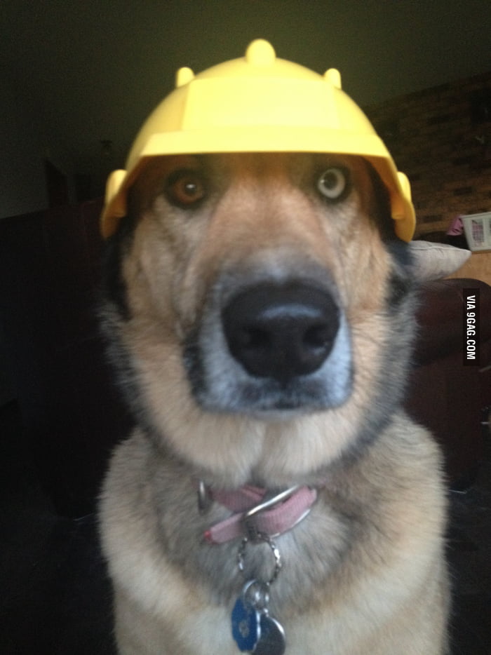 My crazy eyed dog wearing a hard hat - 9GAG