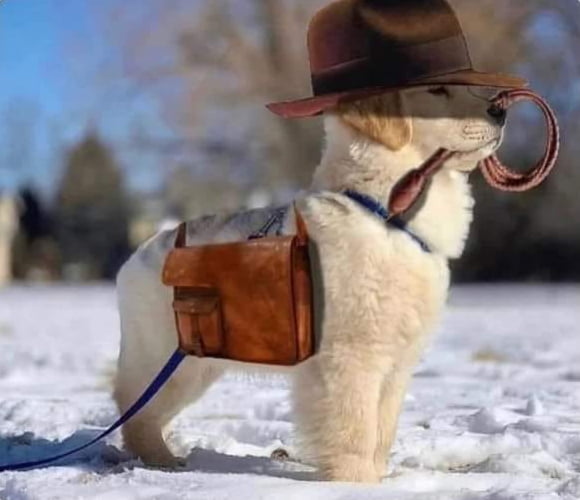 George Lucas named Indiana Jones after his dog. The dog: - 9GAG