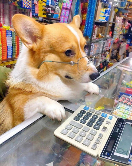 Dog Accountant Memes
