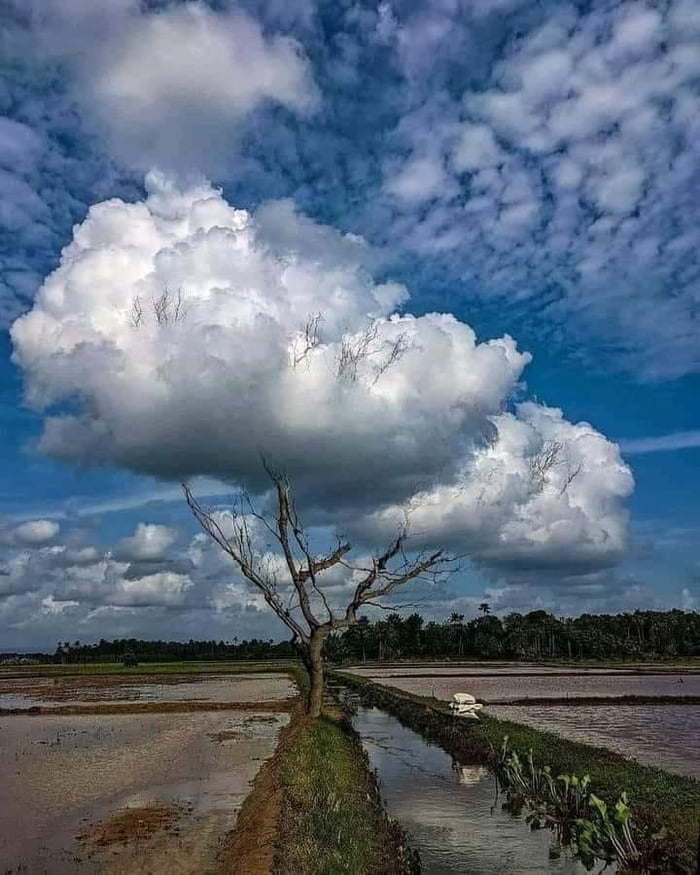 Beautiful cloud tree - 9GAG