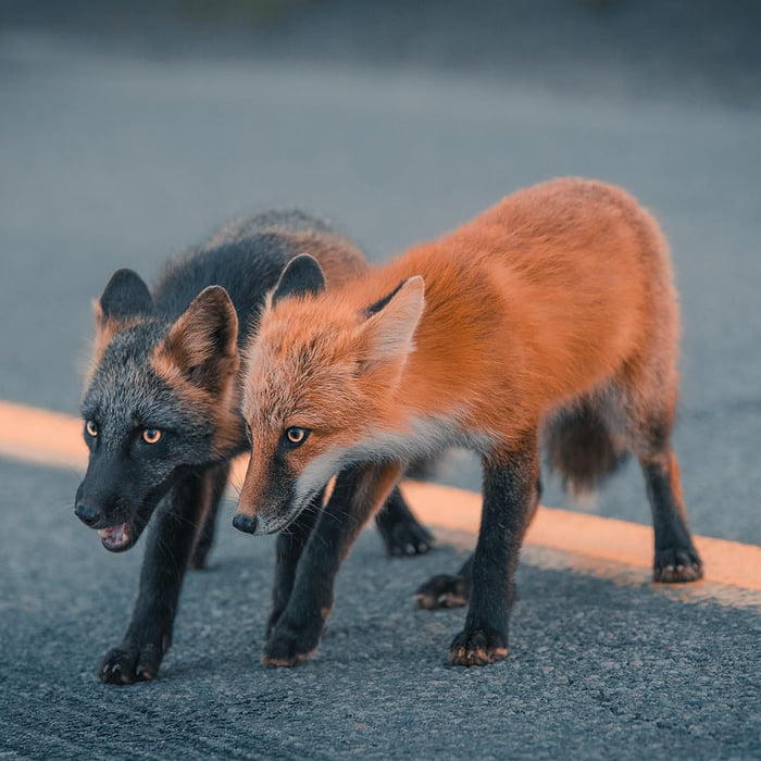 Photographer Captured Stunning Photos Of Cross Fox - 9GAG
