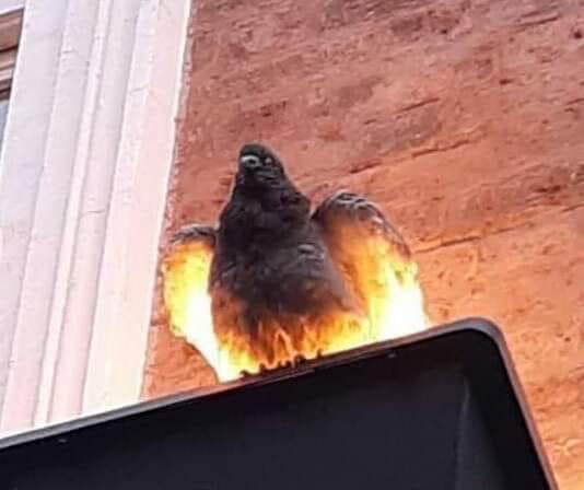 Flameflock - Lord of Flames and leader of the FPA (Fire Pigeon Army) - 9GAG