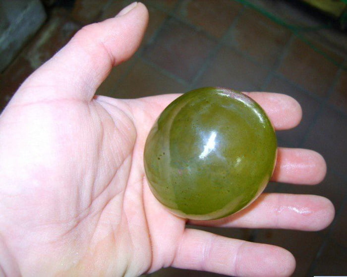 Valonia ventricosa, the largest single-celled organism on earth. Yep ...