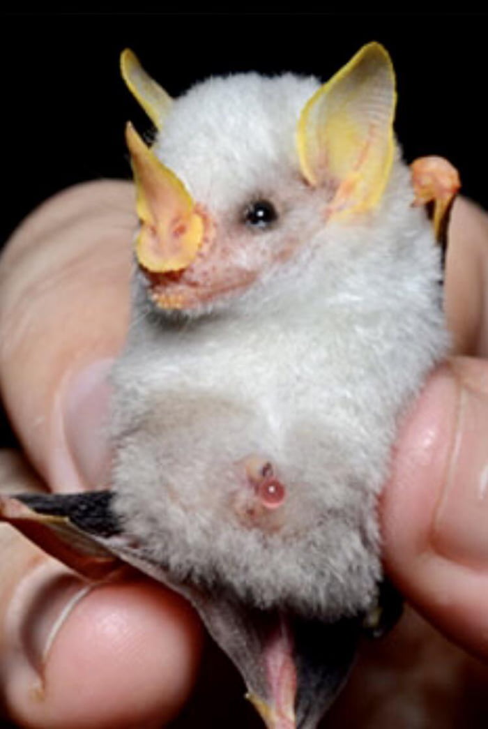 This little ball of fluff is called Honduran white bat - 9GAG