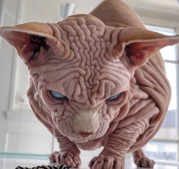 Meet Xherdan, The Extra-Wrinkly Sphynx Cat - 9GAG