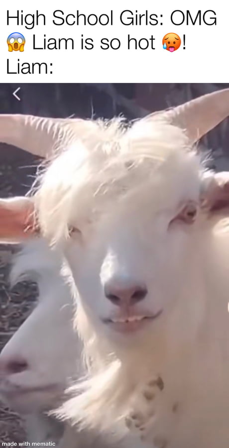 Really High Goat Meme