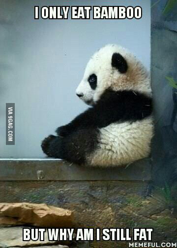Fat Panda Memes