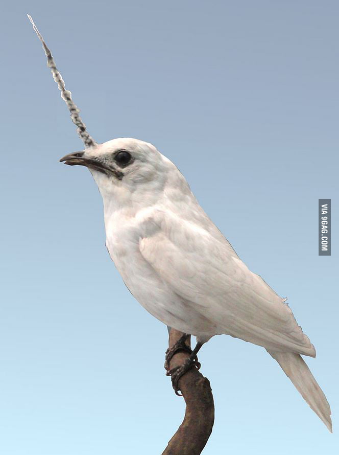 Unicorn Bird ! Majestic as f*ck (Original name : White bellbird) - 9GAG