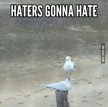 Haters Seagull Bird Meme Shut Seagull | Know Your Meme