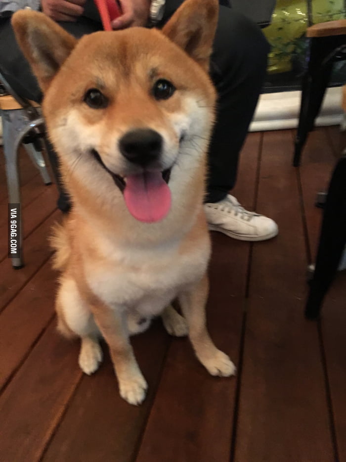 My friend's doge! - 9GAG