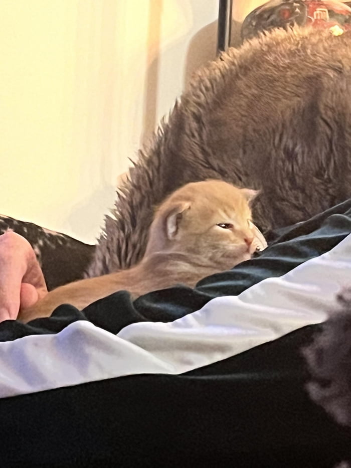 Tiny man big crimes - 9GAG