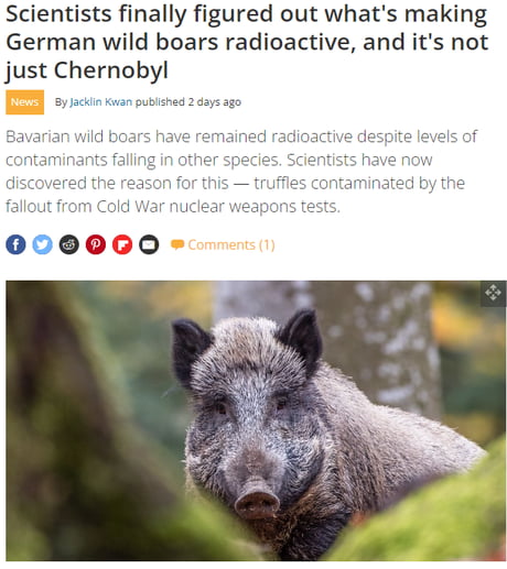 Mutated Boars Chernobyl