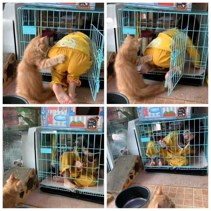 Uno reverse cat - 9GAG