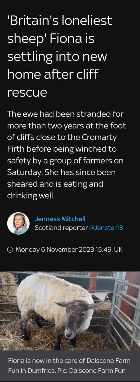 Sheep Shearing Memes Sassy Sheep Time On The Farm #sheep #farm