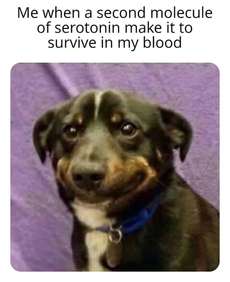 Sarcastic Smile Meme