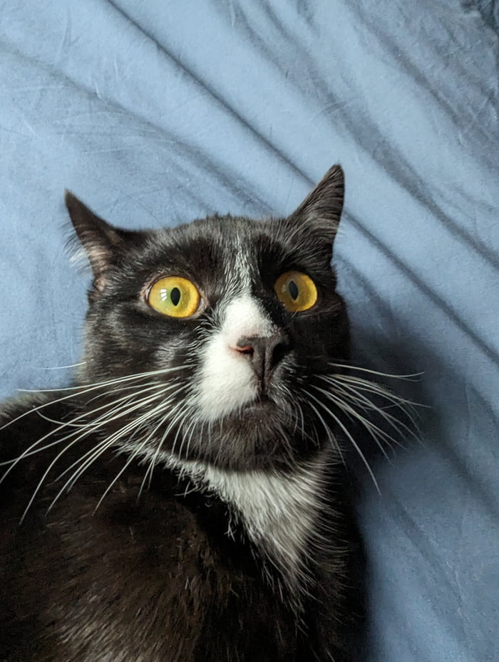 Please turn my cat Pablo into a meme - 9GAG