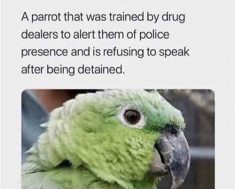 Best Funny parrot Memes - 9GAG