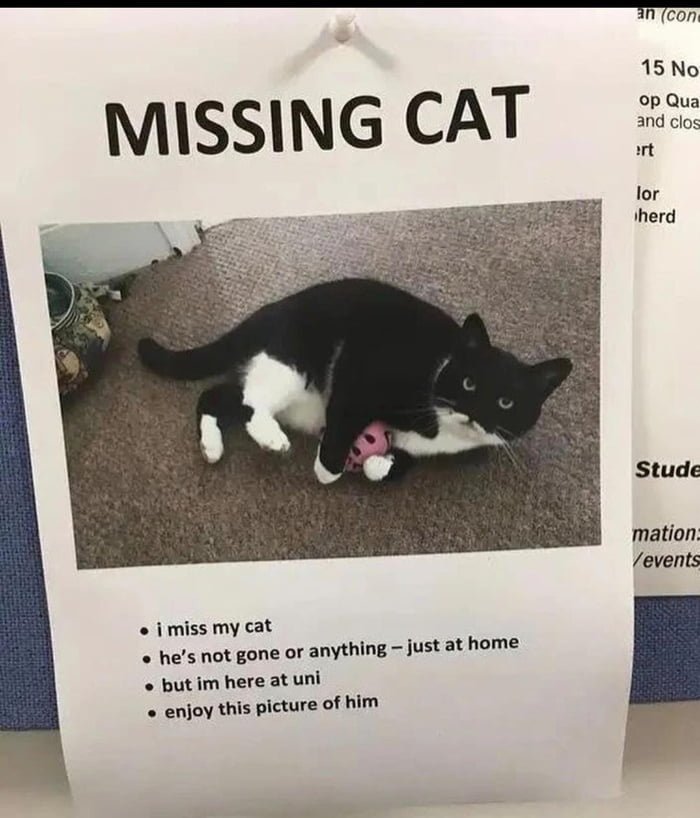 Missing cat - 9GAG