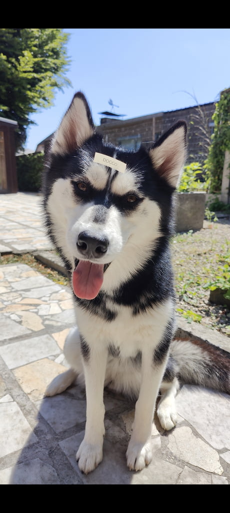 9gag Pun Husky