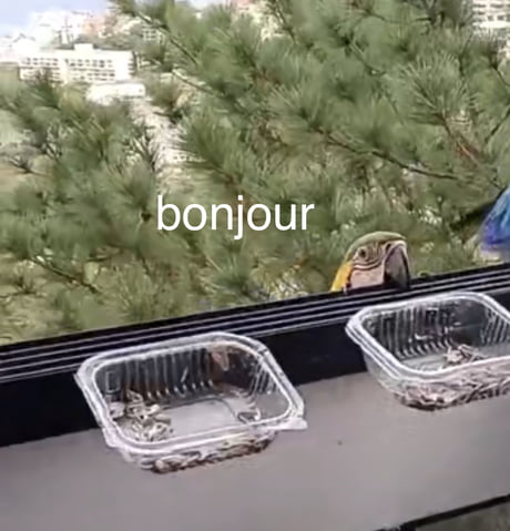 Best Funny bonjour Memes - 9GAG