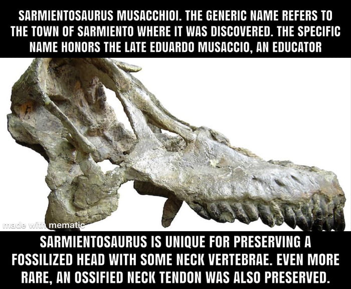 Picture not mine. Sarmientosaurus is known to have larger eyes compared ...