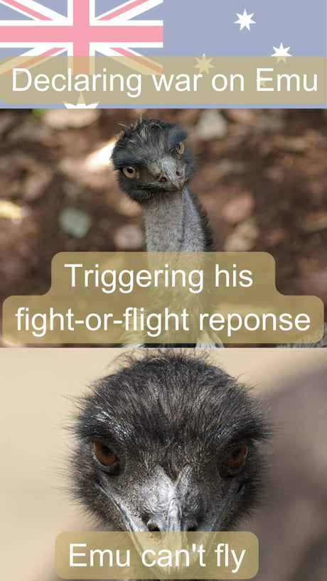 Best Funny Emu Memes - 9GAG