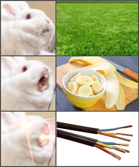 Best Funny rabbits Memes - 9GAG