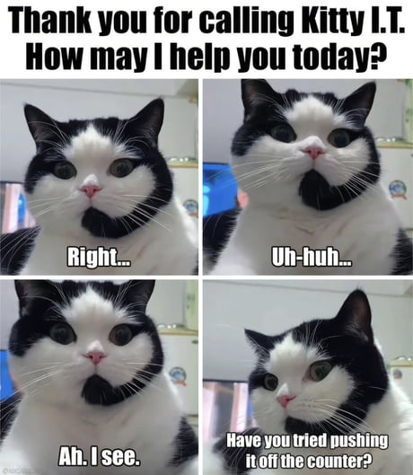 Call Center Funny Cat