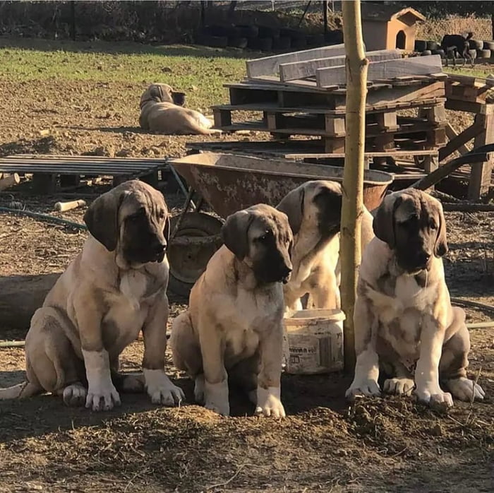 Turkish Kangal Dog Puppies.. Look at those paws!! - 9GAG