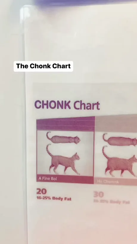 Obese Cat Chart