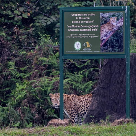 Best Funny leopard Memes - 9GAG