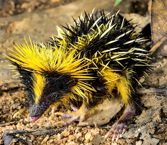 Lowland Streaked Tenrec - The species is found in the tropical lowland ...