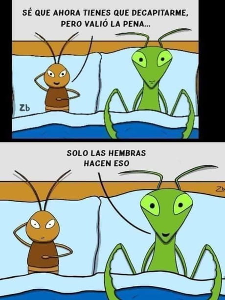 Meme De Insecto Grillo