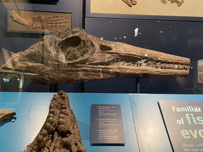 This is the skull of a Mosasaur! Mosasaurs where essentially marine ...